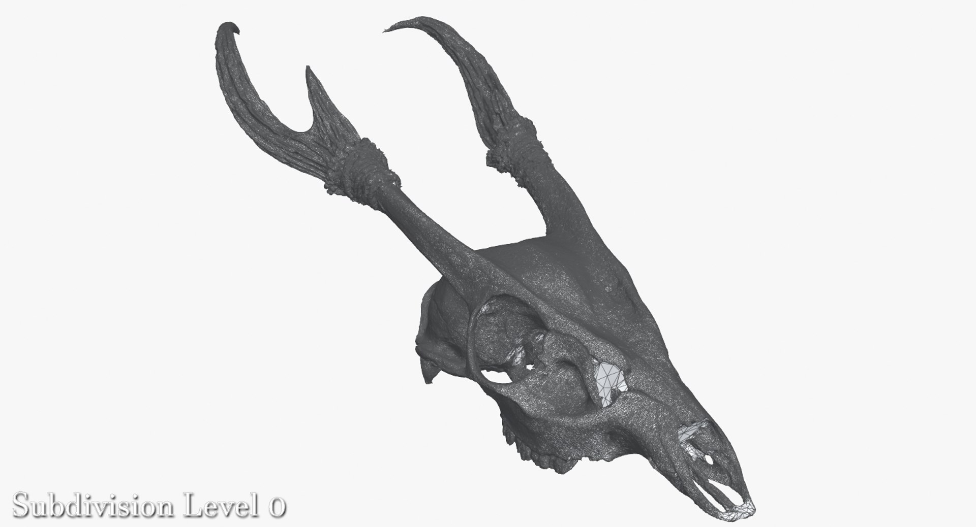Max Deer Skull Raw Scan