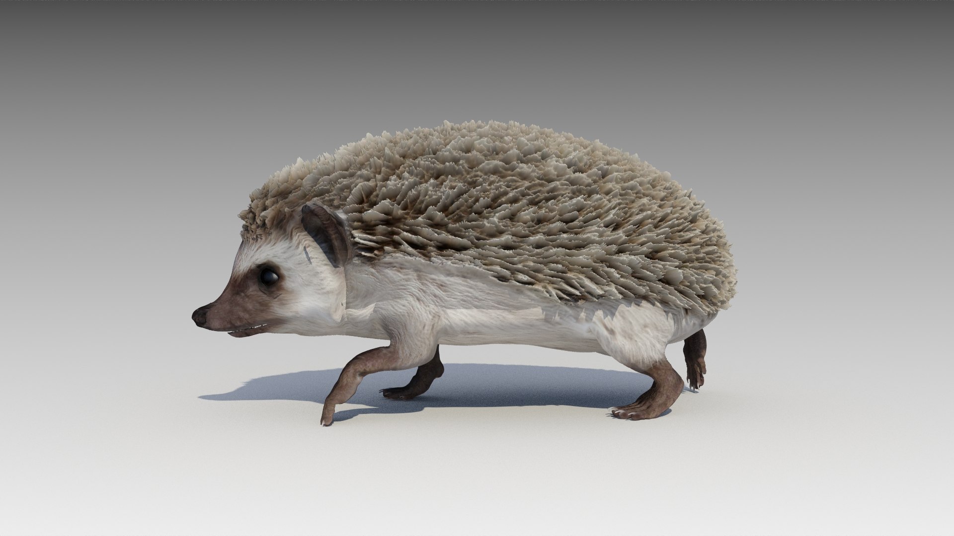 3D Hedgehog Animations - TurboSquid 1585514