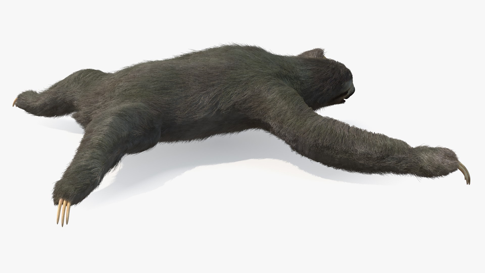 3D Model Sloth Fur - TurboSquid 2177597