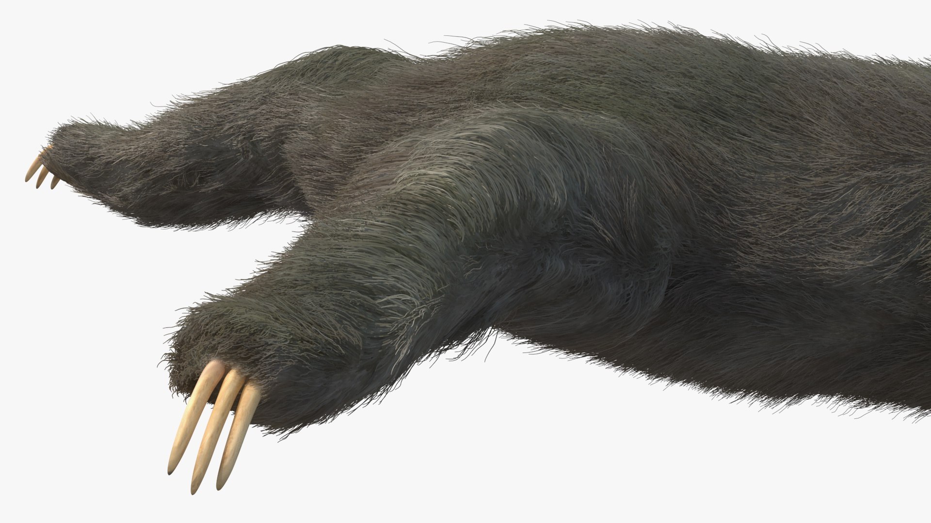 3D Model Sloth Fur - TurboSquid 2177597