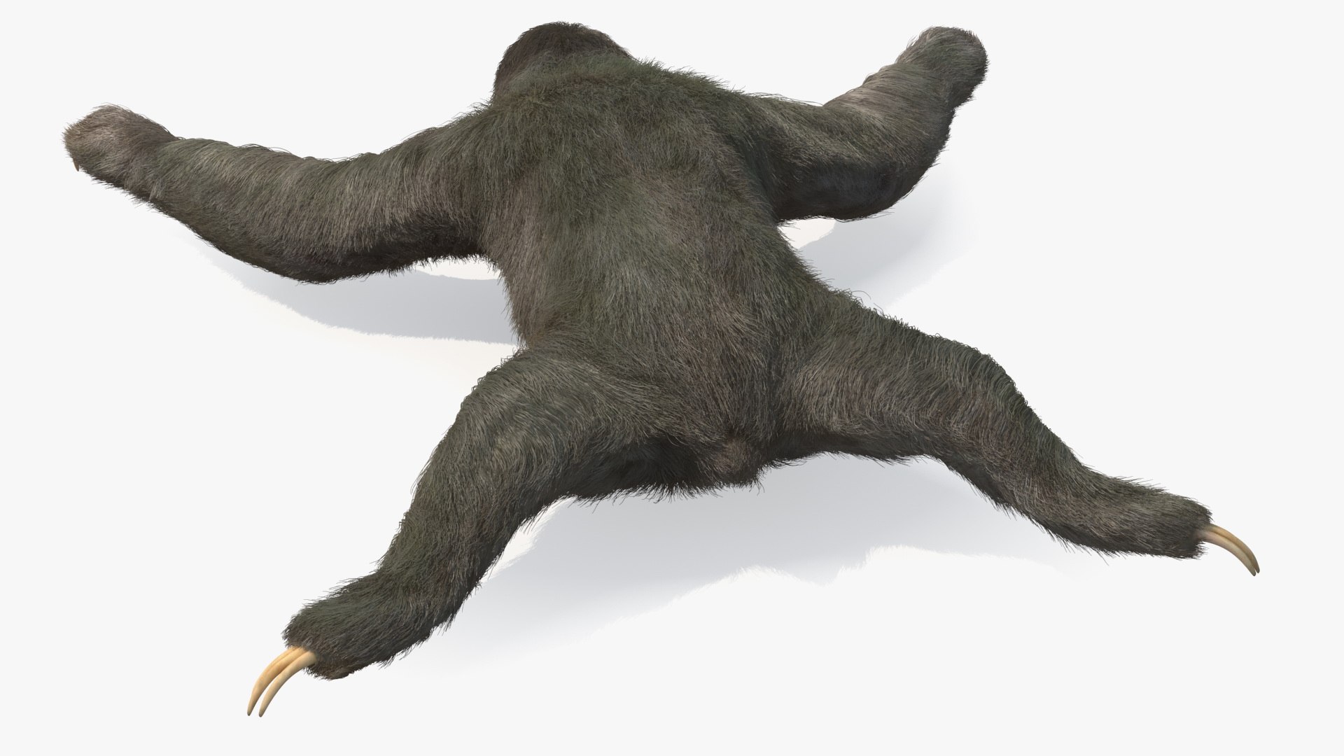 3D Model Sloth Fur - TurboSquid 2177597
