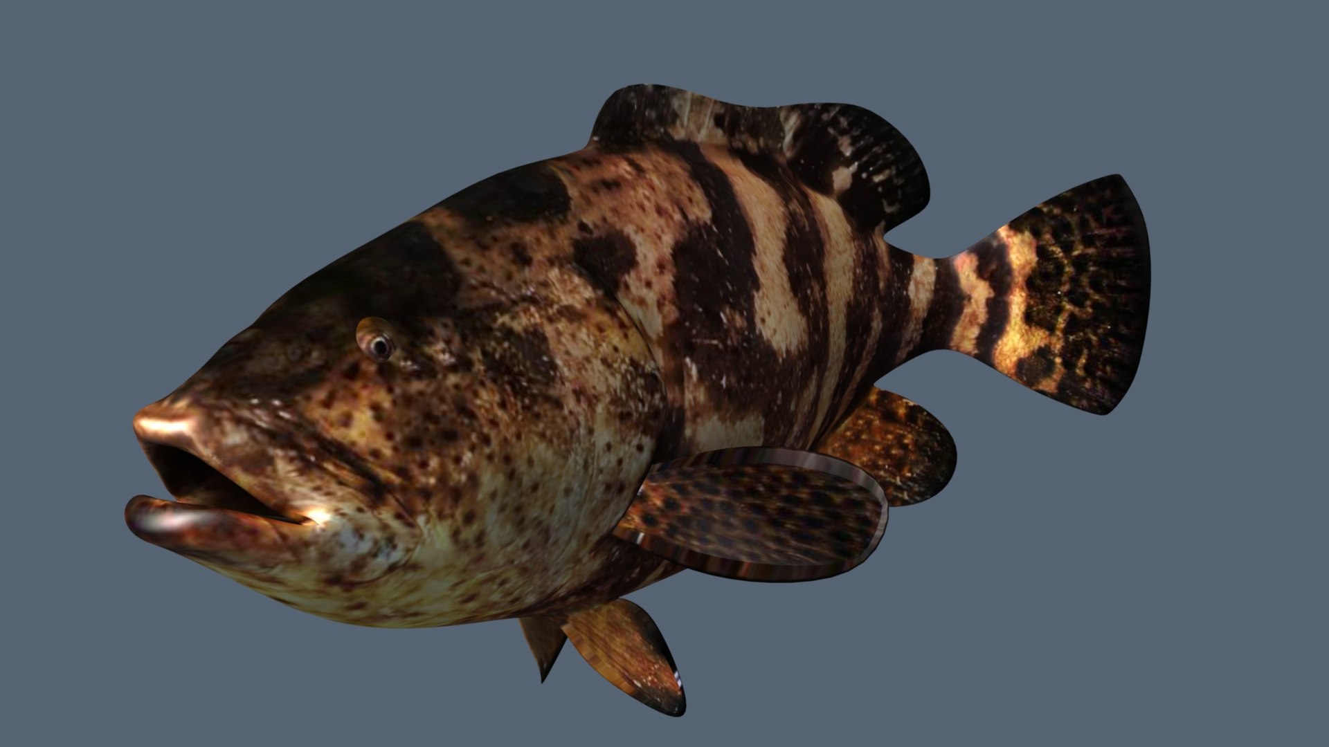 Goliath Grouper Fish 3D Model - TurboSquid 2195206
