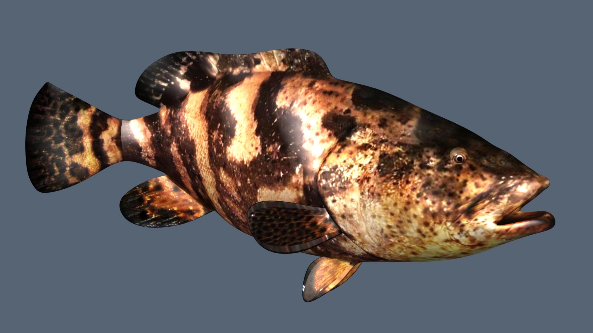 Goliath Grouper Fish 3D Model - TurboSquid 2195206