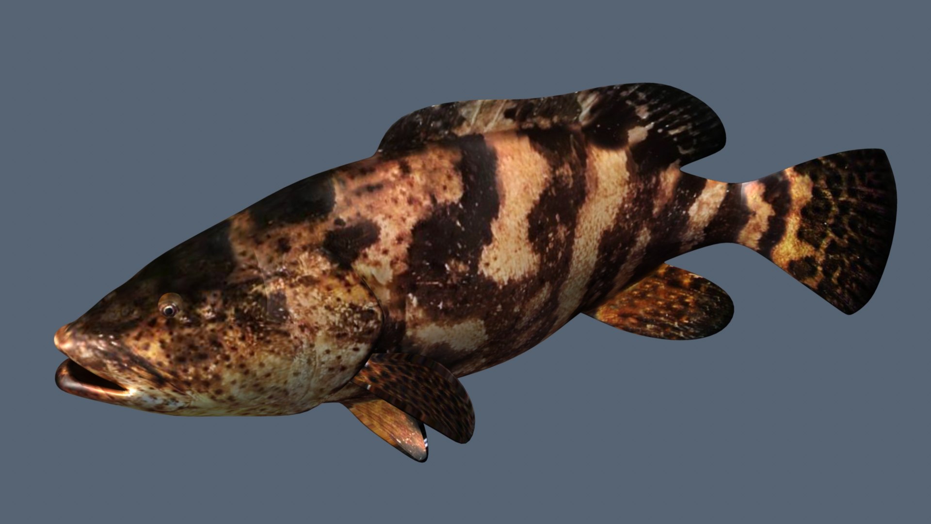 Goliath Grouper Fish 3D Model - TurboSquid 2195206