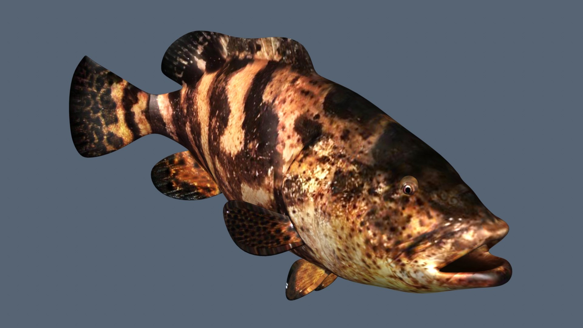 Goliath Grouper Fish 3D Model - TurboSquid 2195206