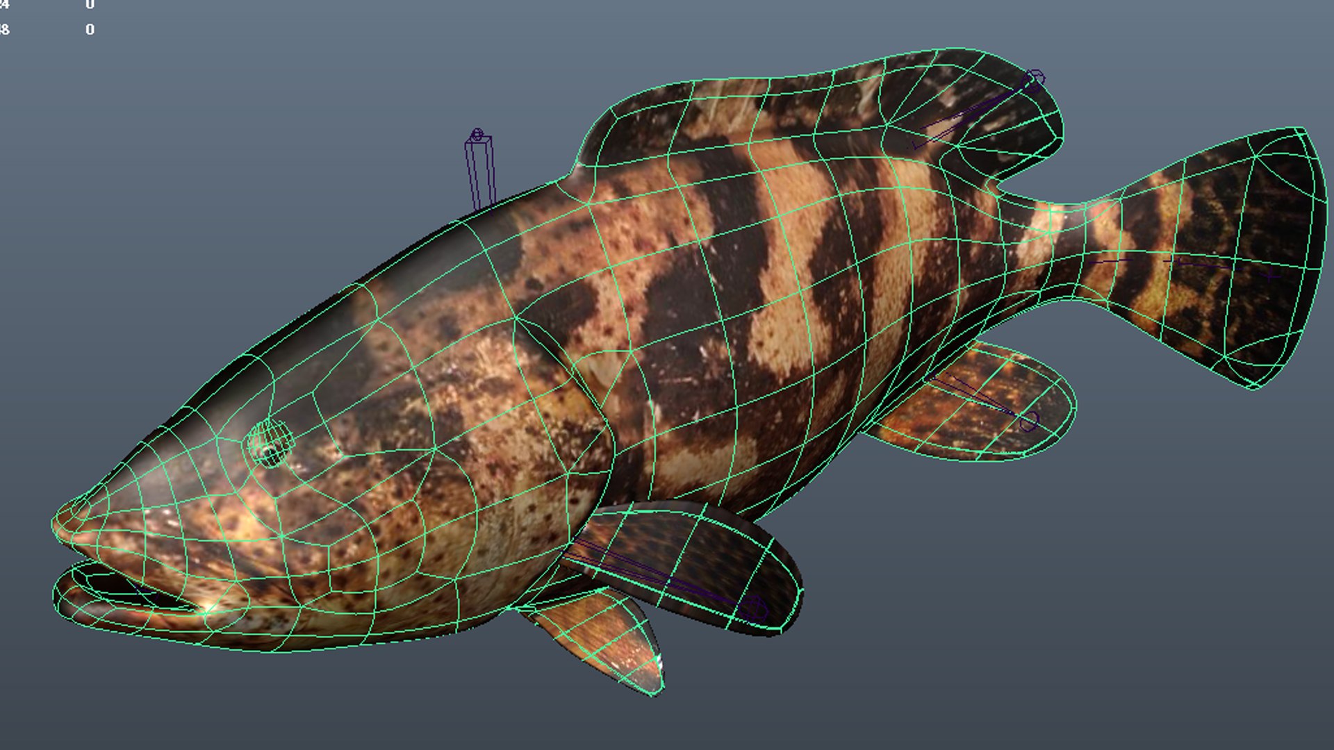 Goliath Grouper Fish 3D Model - TurboSquid 2195206
