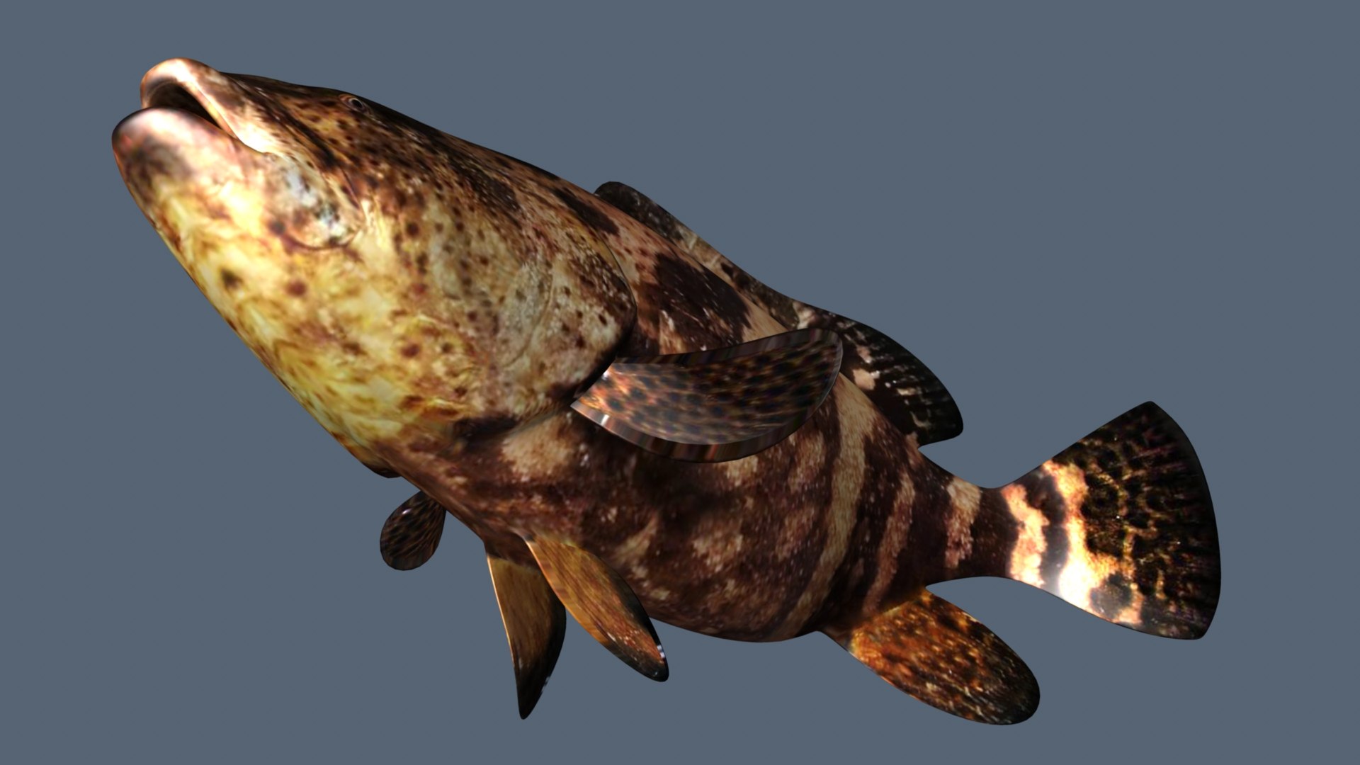Goliath Grouper Fish 3D Model - TurboSquid 2195206