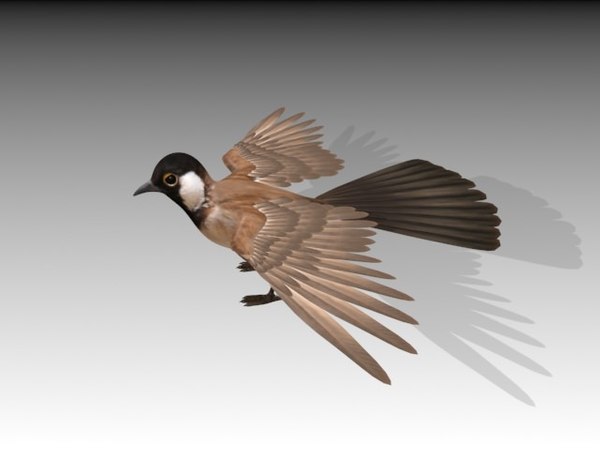 birds pack 3d max