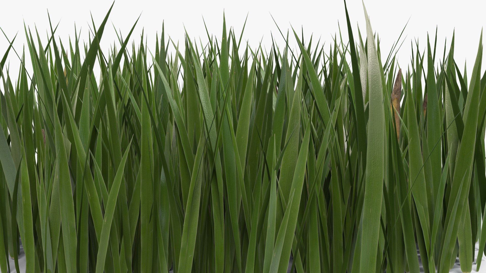 3D Grass Cluster - Model - TurboSquid 1510481