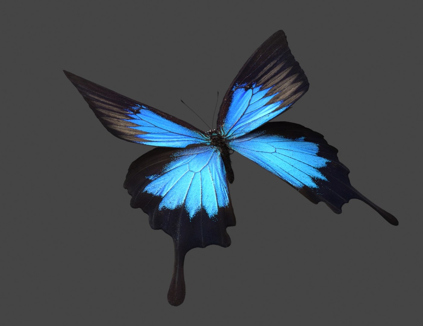 Max Flying Butterfly