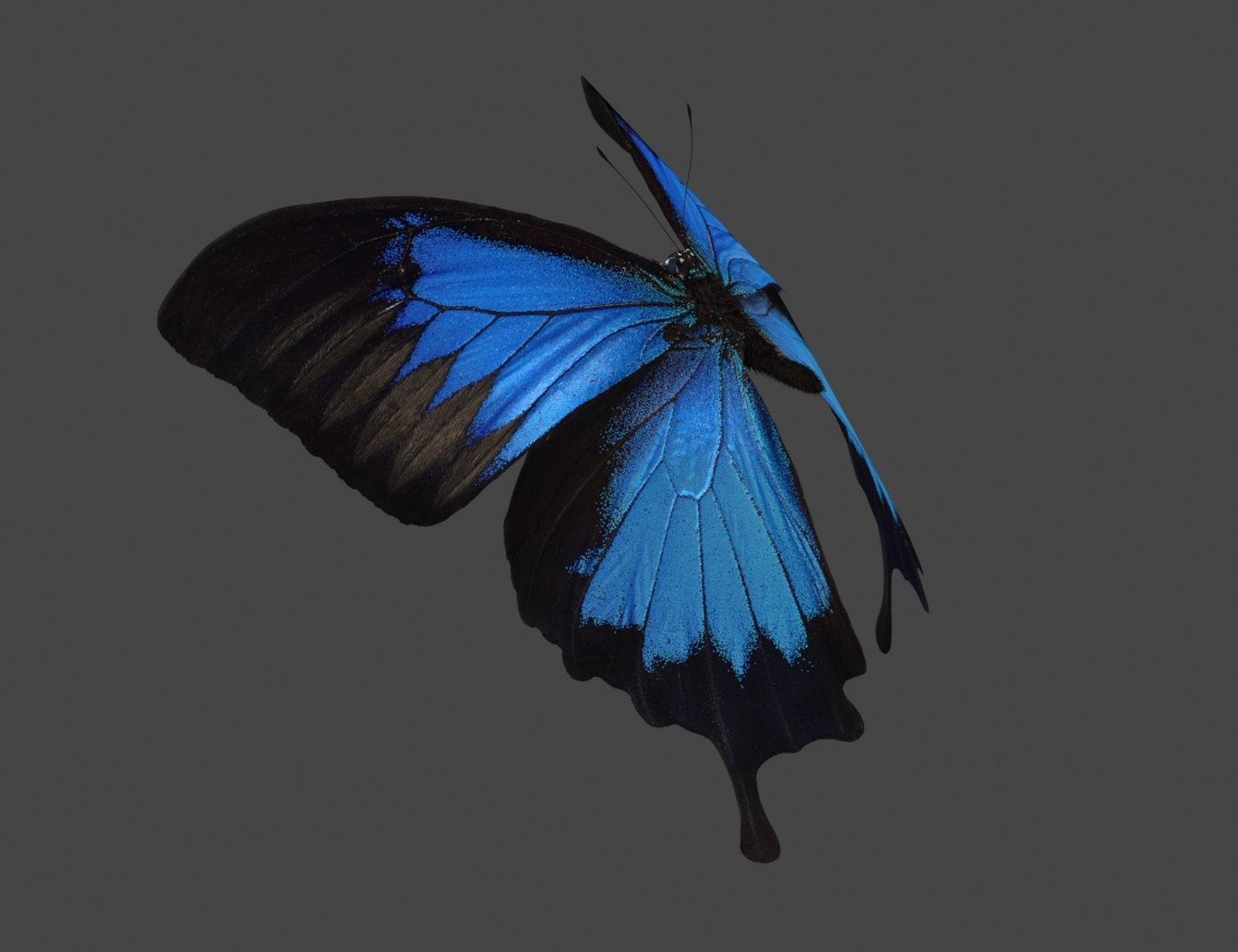 Max Flying Butterfly