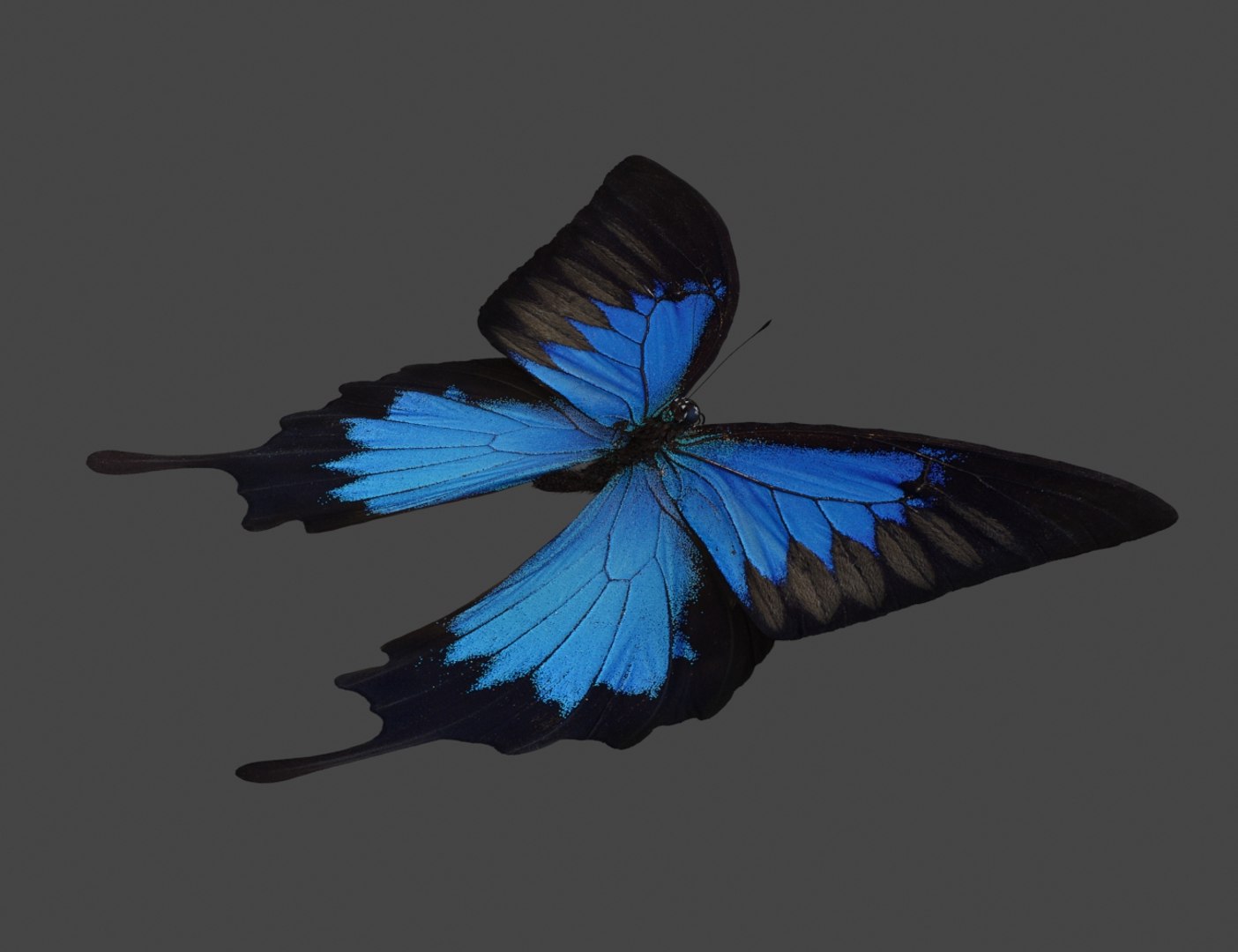 Max Flying Butterfly