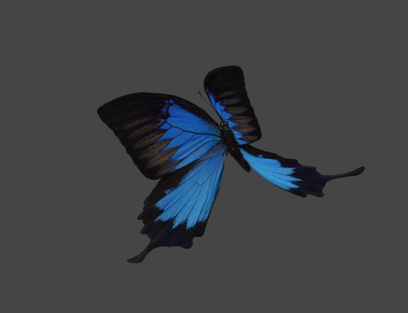 Max Flying Butterfly