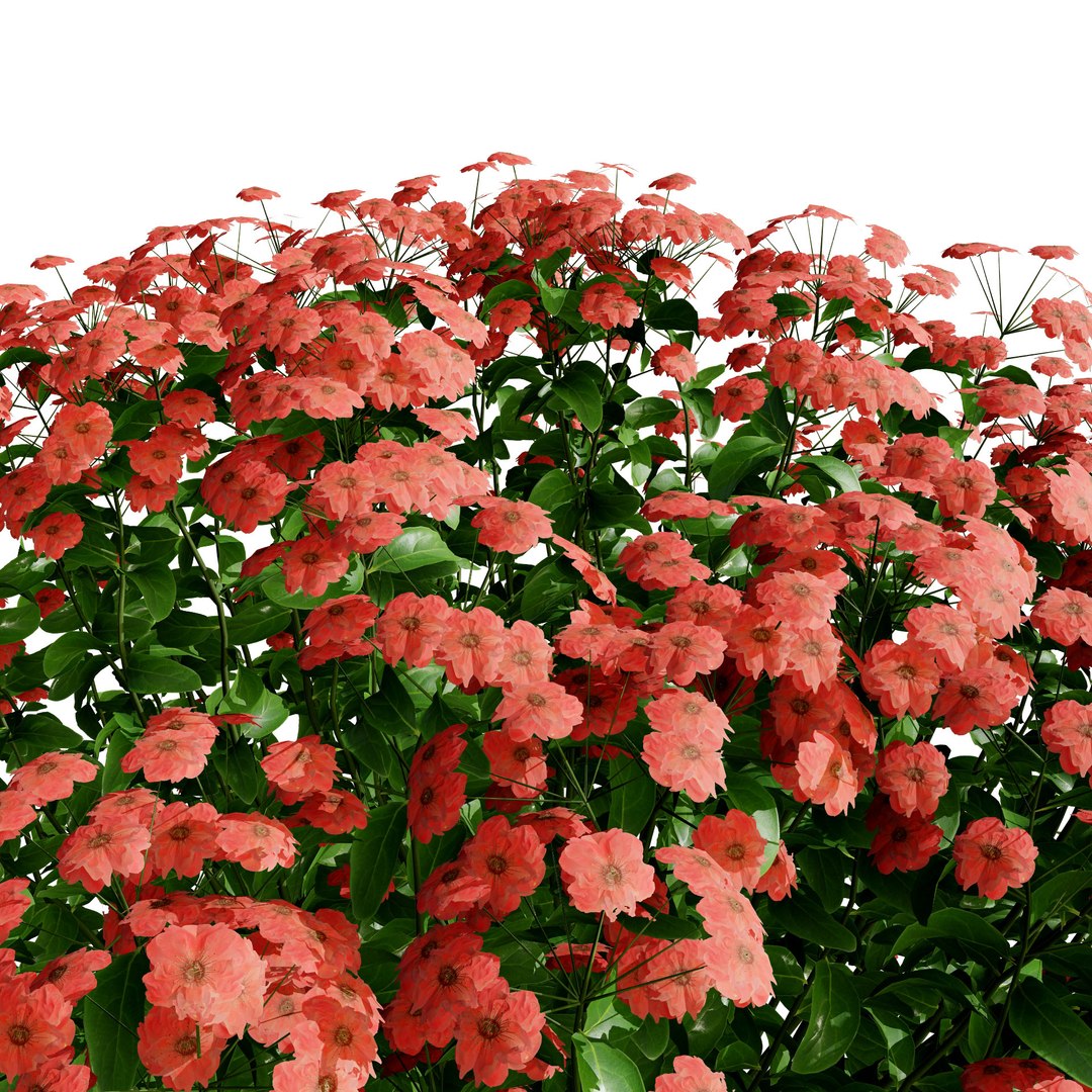 3D Spring Gold Spirea Model - TurboSquid 2187506