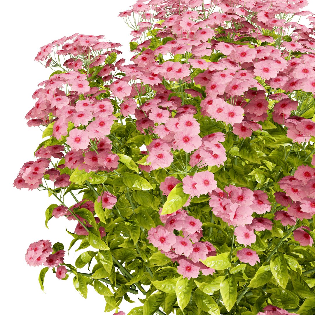 3D Spring Gold Spirea Model - TurboSquid 2187506