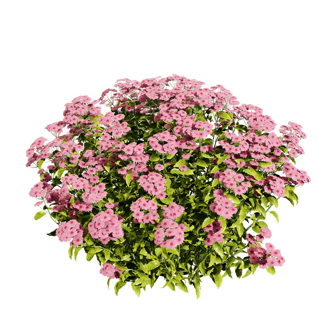 3D Spring Gold Spirea Model - TurboSquid 2187506