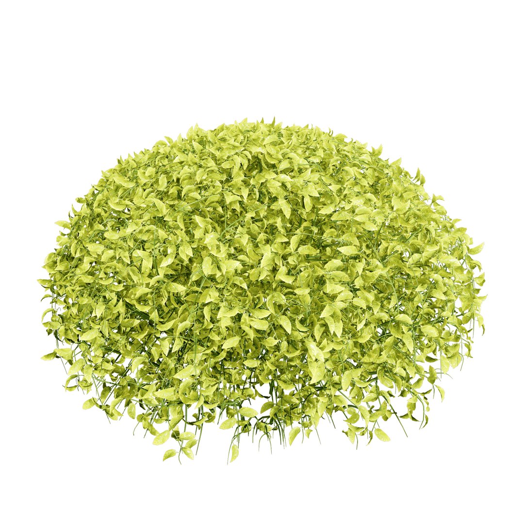 3D Spring Gold Spirea Model - TurboSquid 2187506