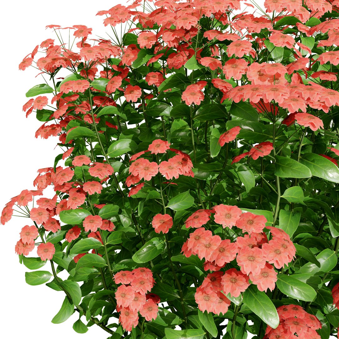 3D Spring Gold Spirea Model - TurboSquid 2187506
