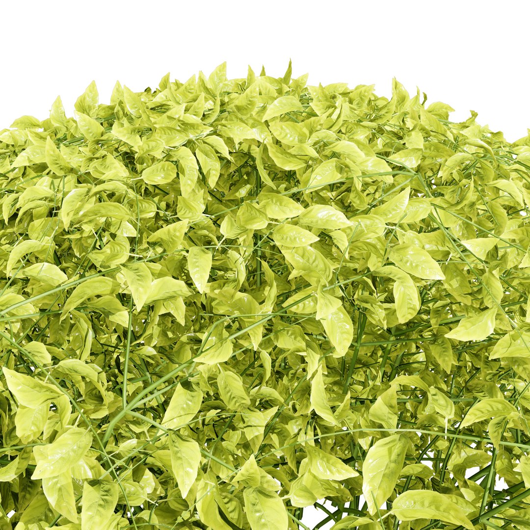 3D Spring Gold Spirea Model - TurboSquid 2187506