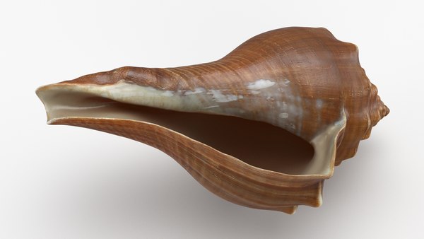 Volegalea Cochlidium 3D model - TurboSquid 1780370