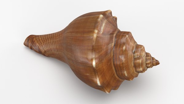 Volegalea Cochlidium 3D model - TurboSquid 1780370