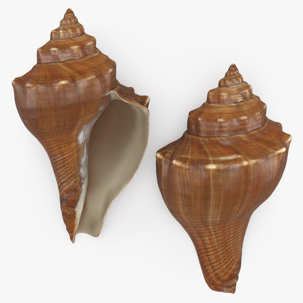 Seashell 3D Models for Download | TurboSquid