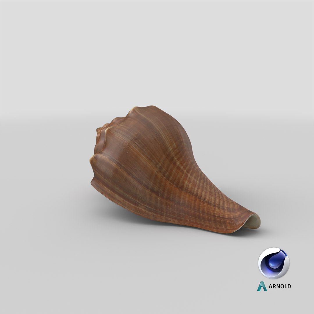 Volegalea Cochlidium 3D Model - TurboSquid 1780370