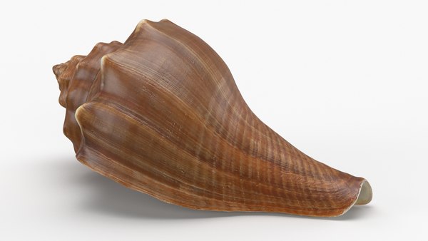 Volegalea Cochlidium 3D model - TurboSquid 1780370