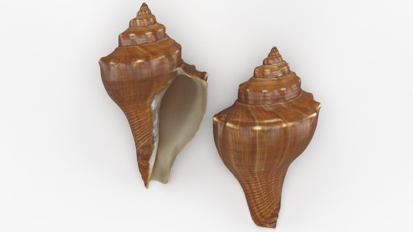 Volegalea Cochlidium 3D model - TurboSquid 1780370