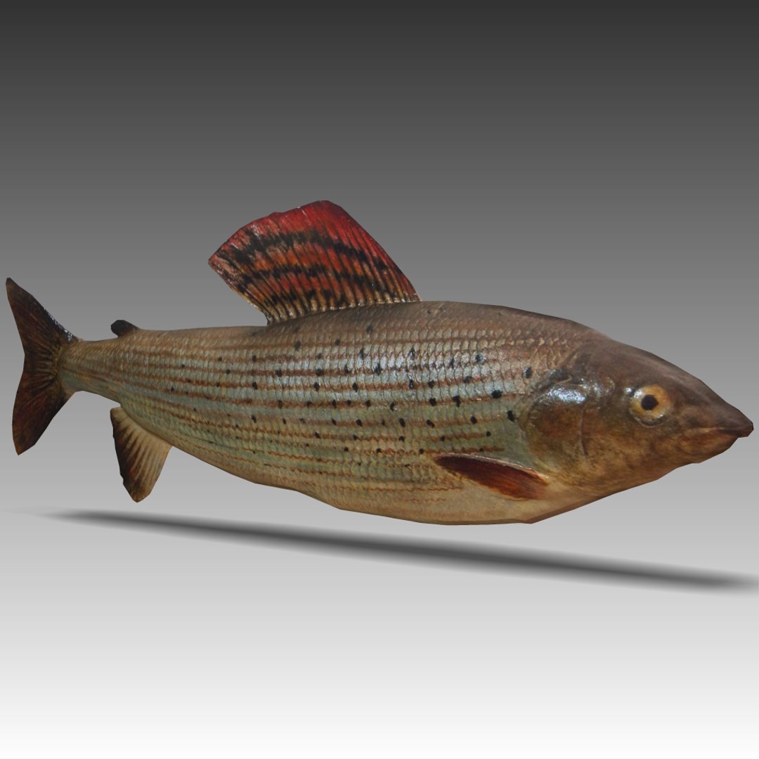 3dsmax Fish
