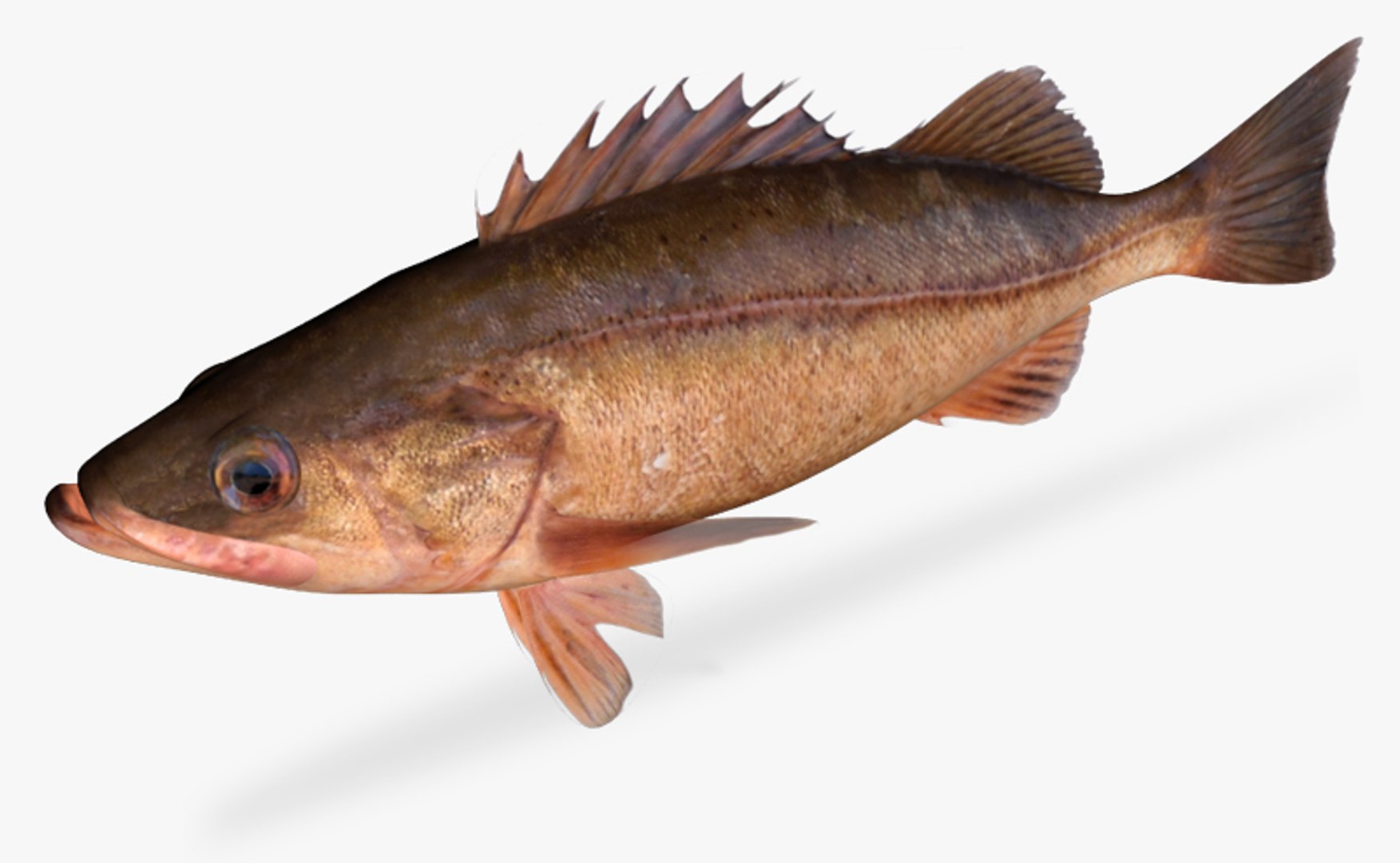 3d Model Of Bocaccio