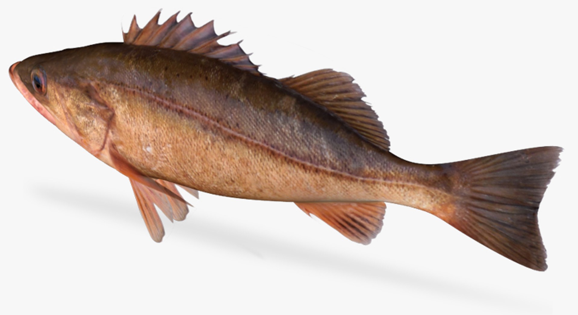 3d Model Of Bocaccio