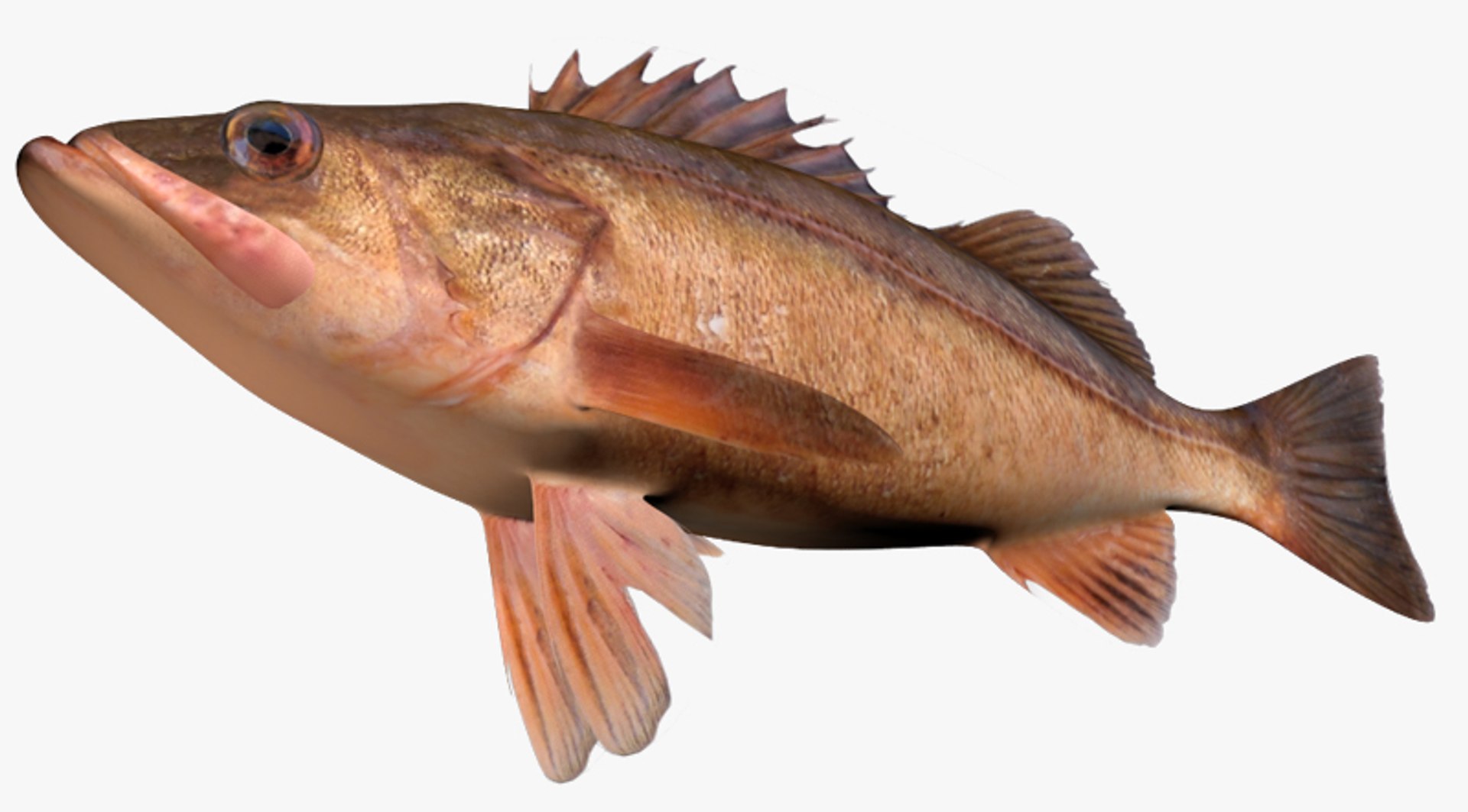 3d Model Of Bocaccio