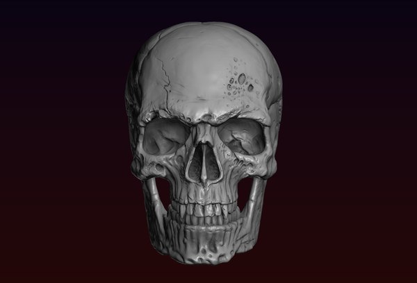 3D model Skull Detailed 3D print - TurboSquid 1871868