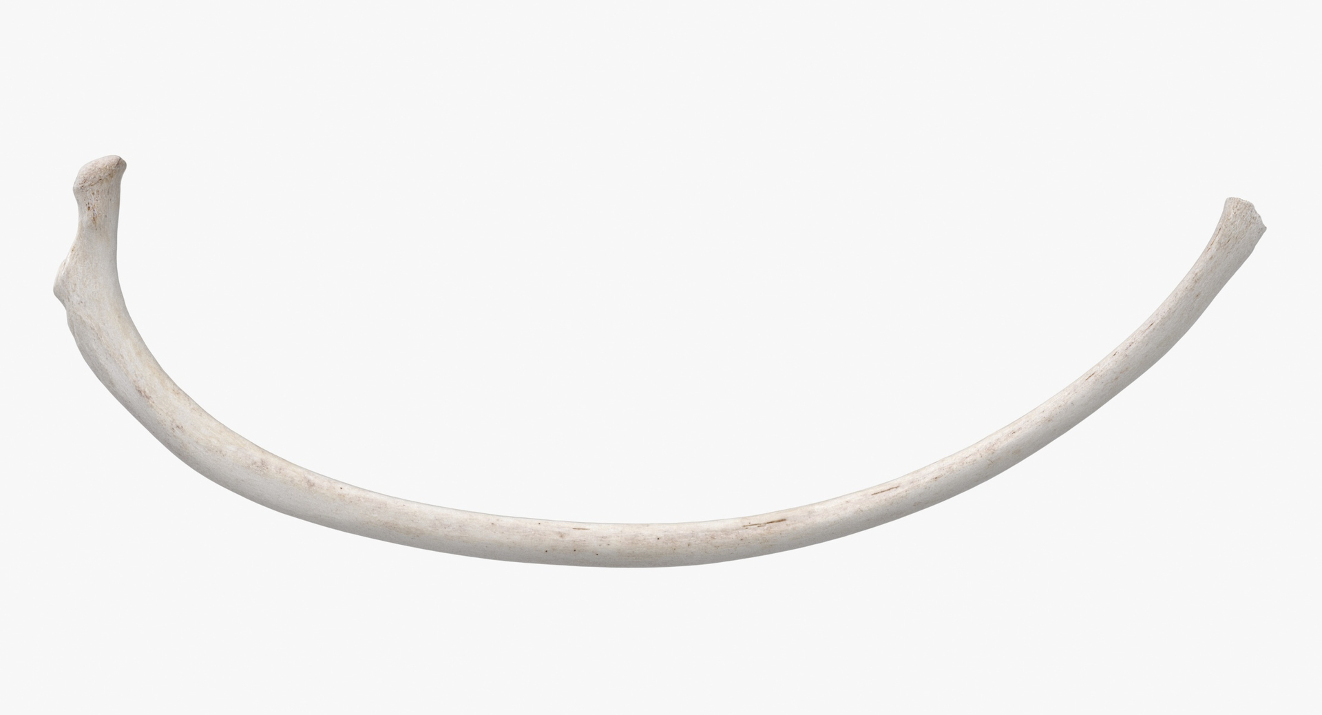 3D Model Bear Ursus Rib T7 - TurboSquid 2131833