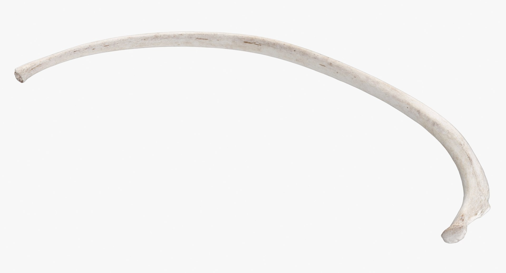 3D Model Bear Ursus Rib T7 - TurboSquid 2131833