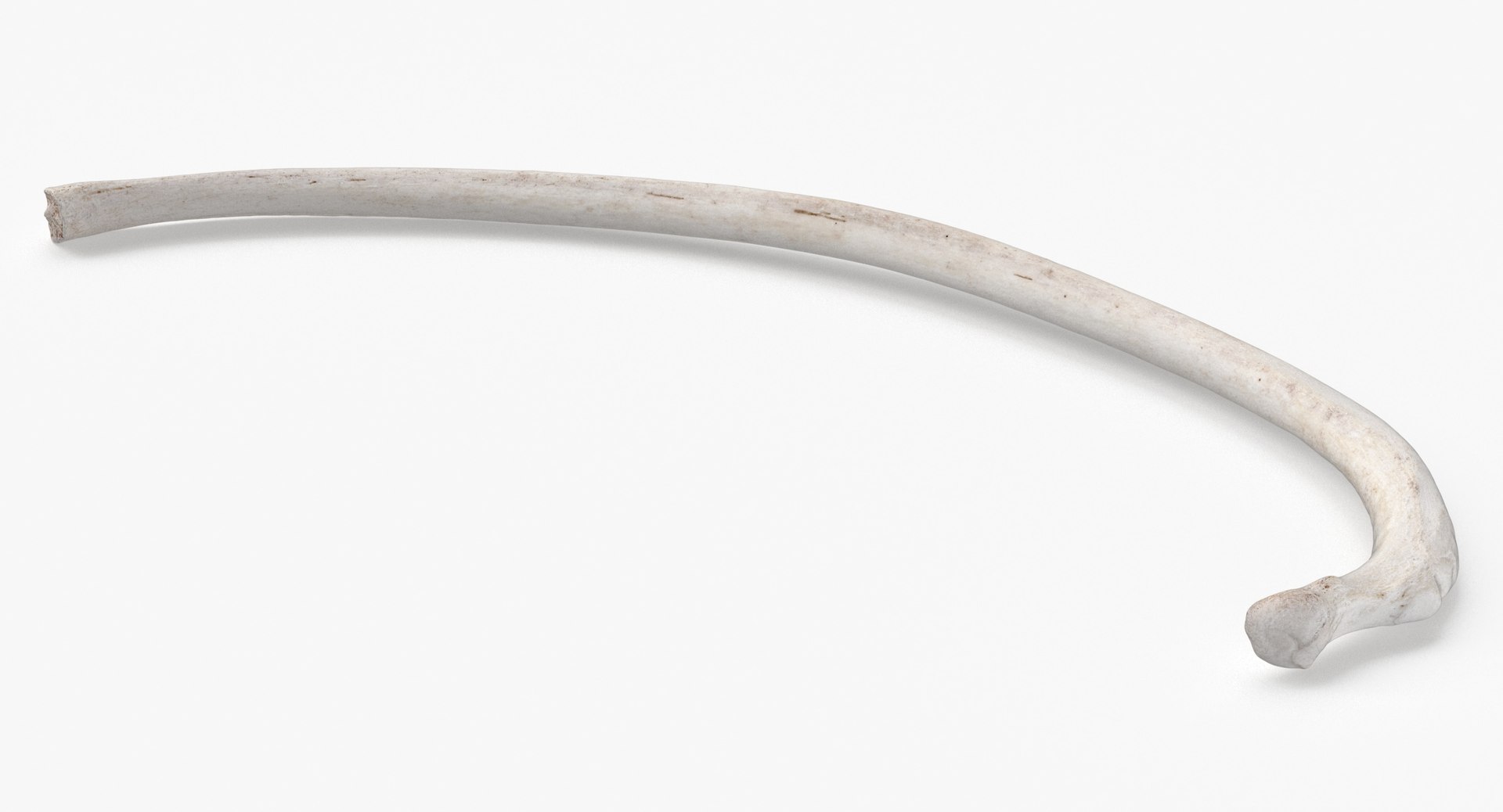 3D Model Bear Ursus Rib T7 - TurboSquid 2131833