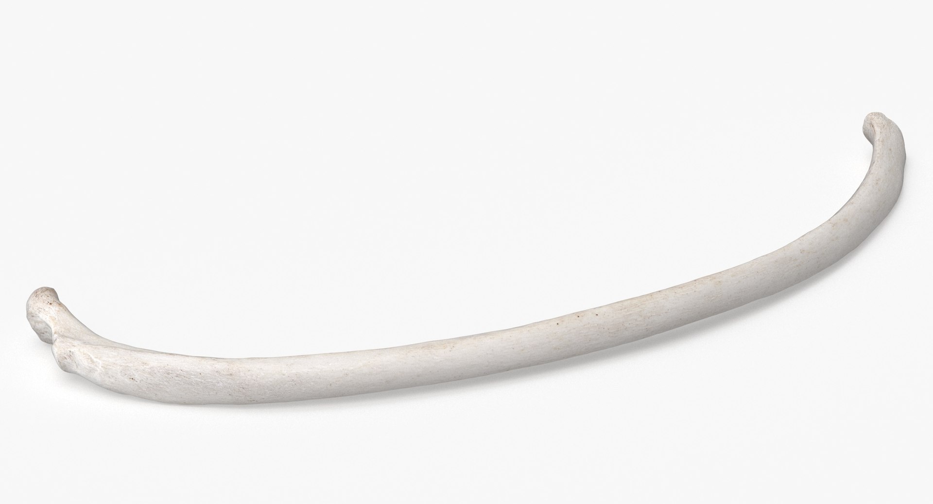 3D Model Bear Ursus Rib T7 - TurboSquid 2131833