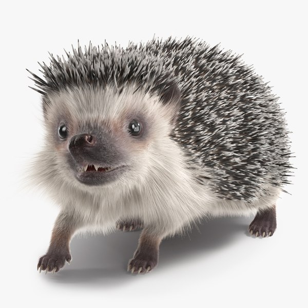 modelo 3d Hedgehog White Fur Rigged - TurboSquid 2076147
