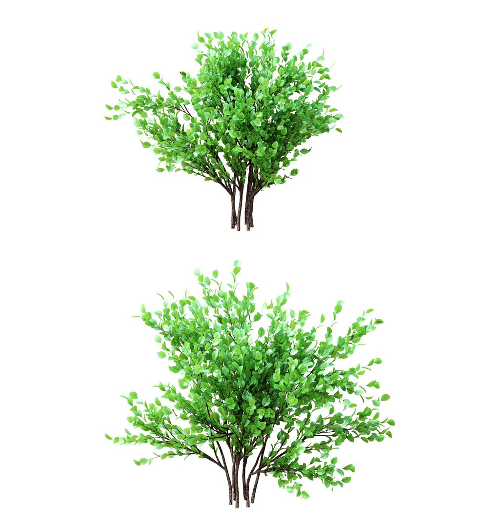 3d Model Set Deciduous Shrubs 10