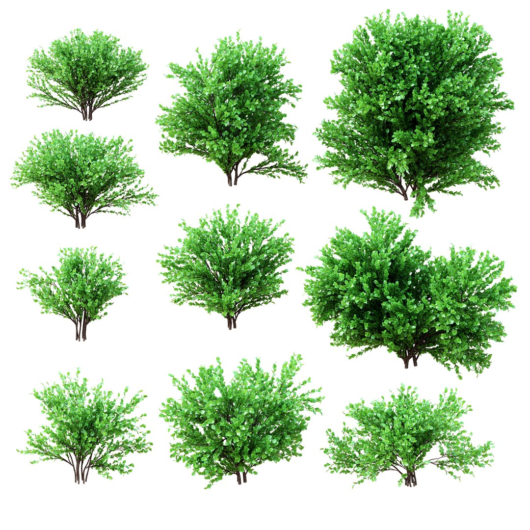 3d Model Set Deciduous Shrubs 10