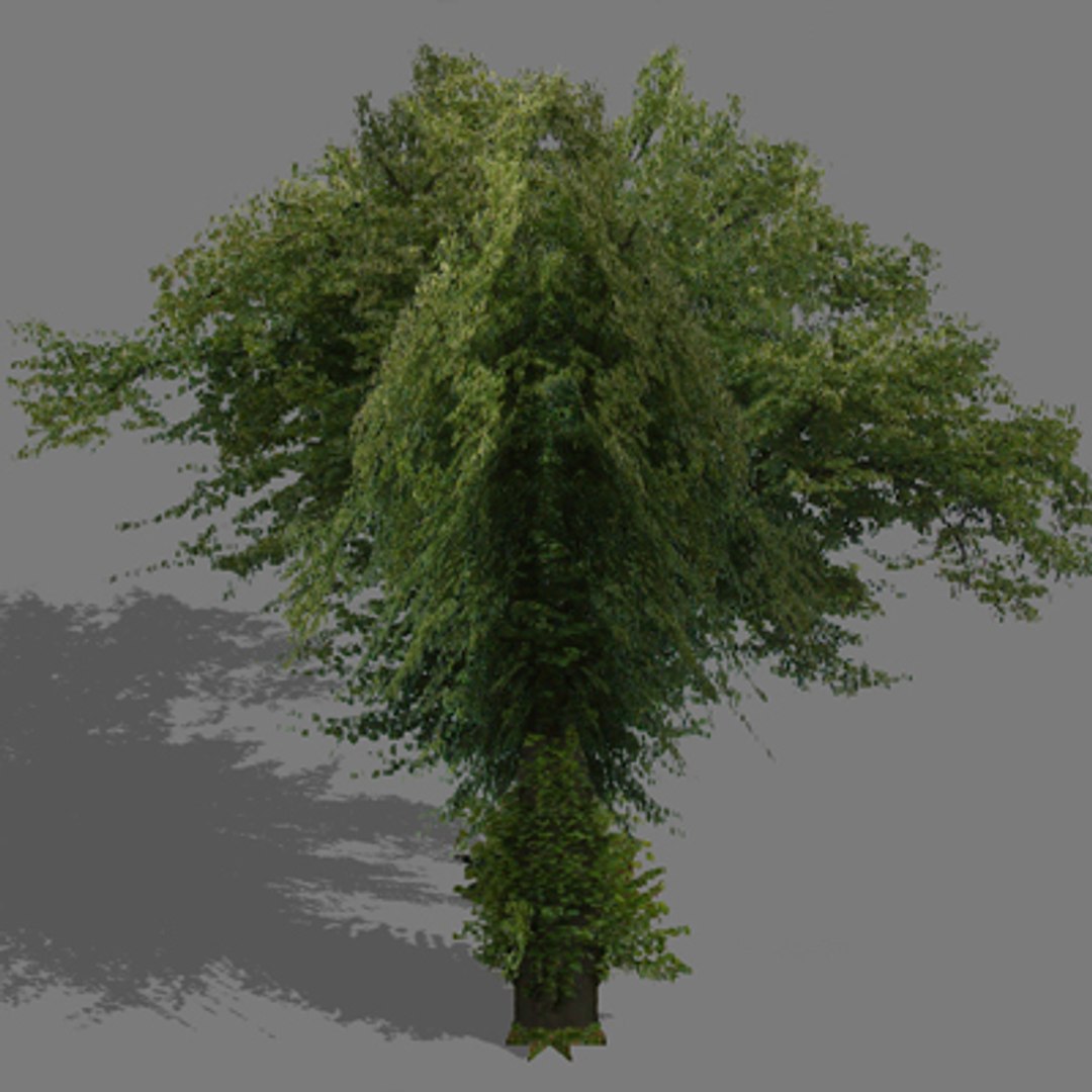 3d Model Summer Trees