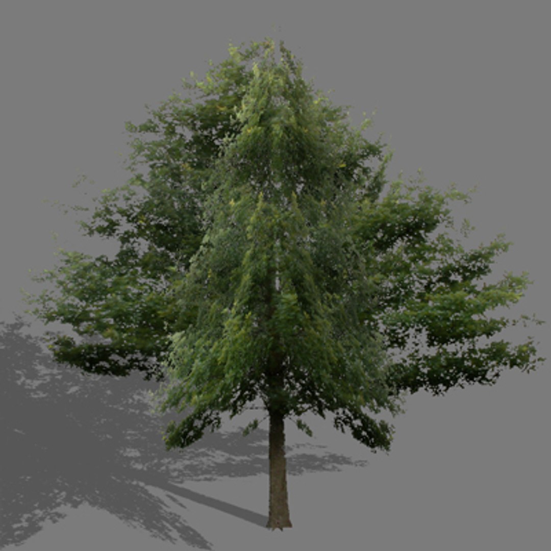 3d Model Summer Trees