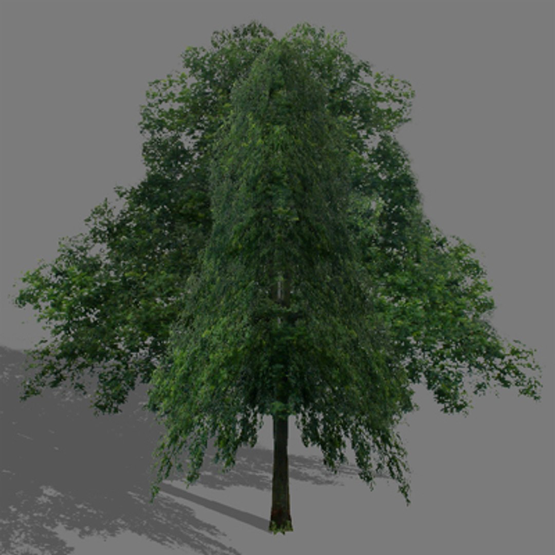 3d Model Summer Trees