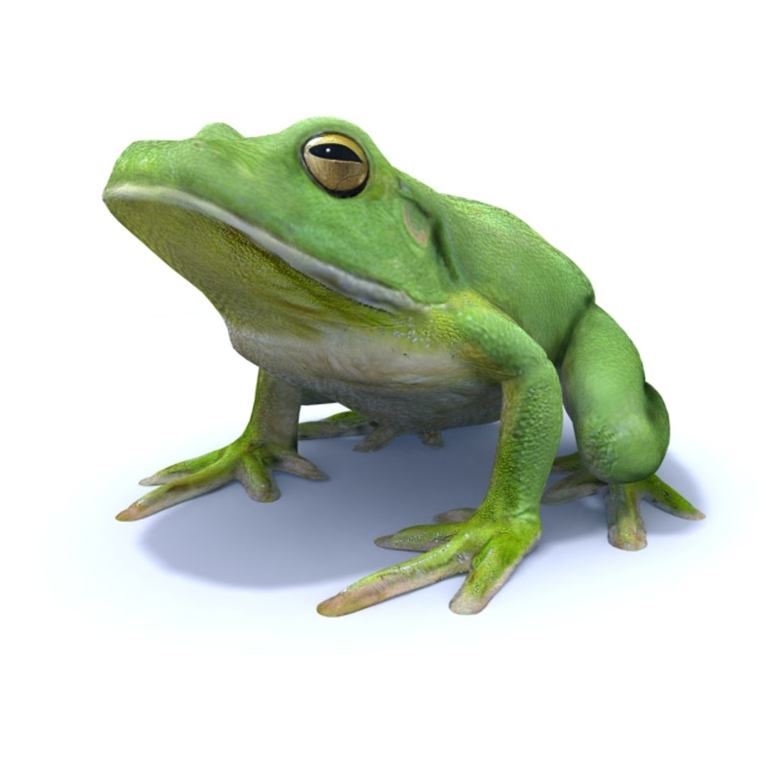 3d Model Tree Frog