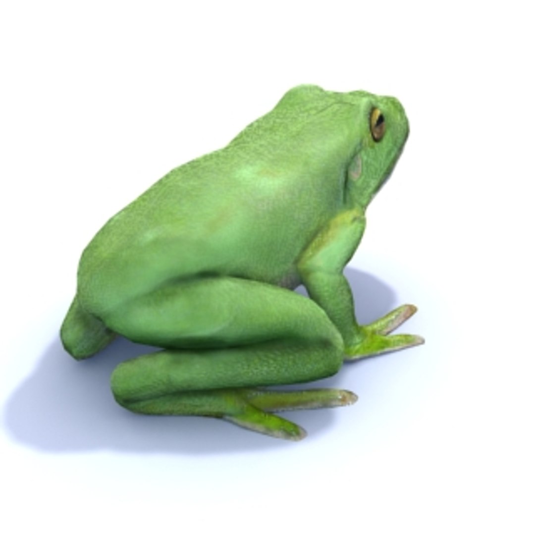 3d Model Tree Frog