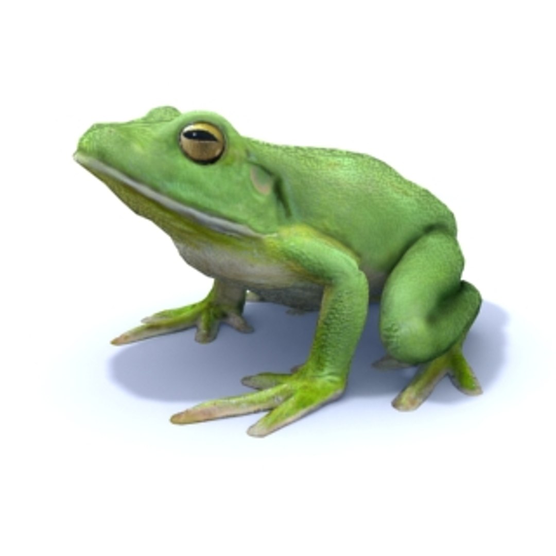 3d Model Tree Frog