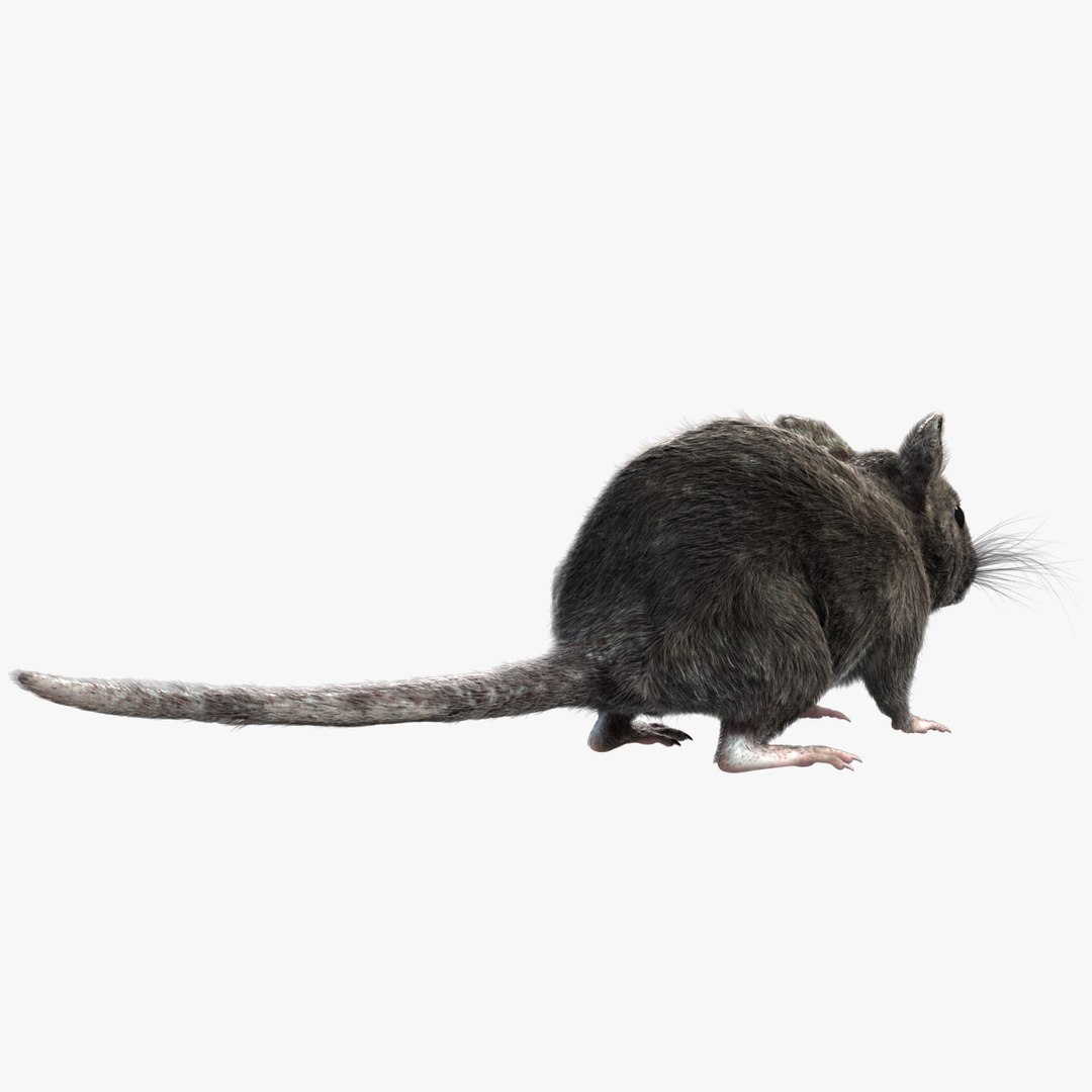 Grey House Mouse - 3d Model