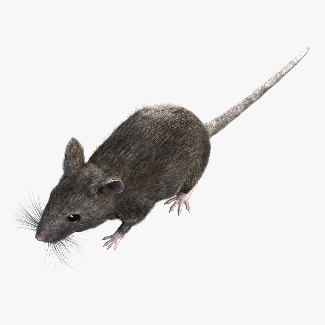 Grey House Mouse - 3d Model