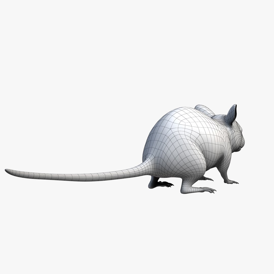 Grey House Mouse - 3d Model